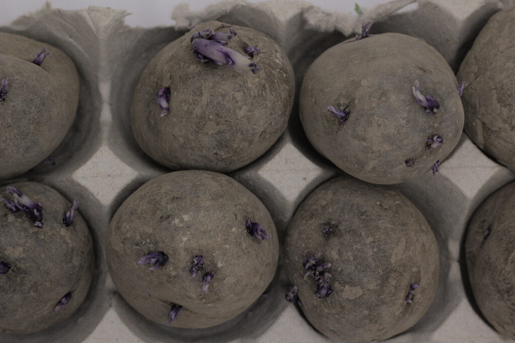 Purple Fingerling Seed Potato - Johnny Potato Seed