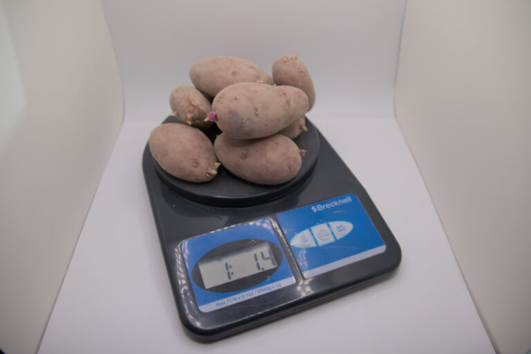 French Fingerling Seed Potatoes - Johnny Potato Seed