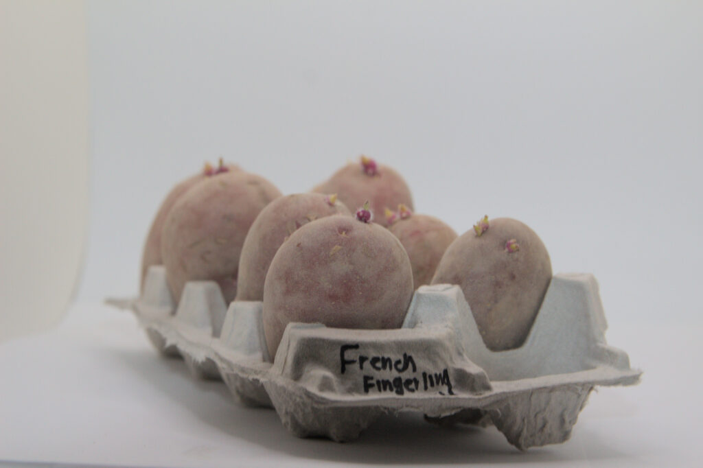 French Fingerling Seed Potatoes - Johnny Potato Seed